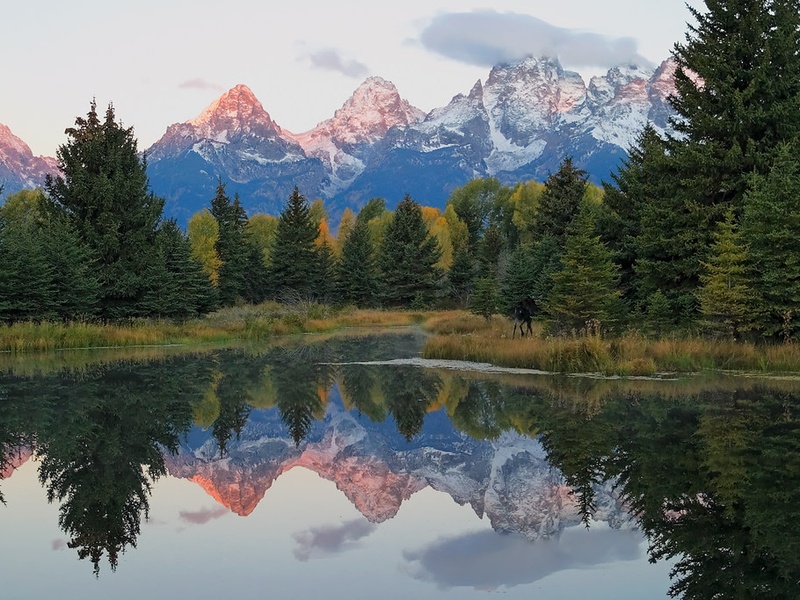 Taiga Mammals: The Complete List - Flora Fauna Fun