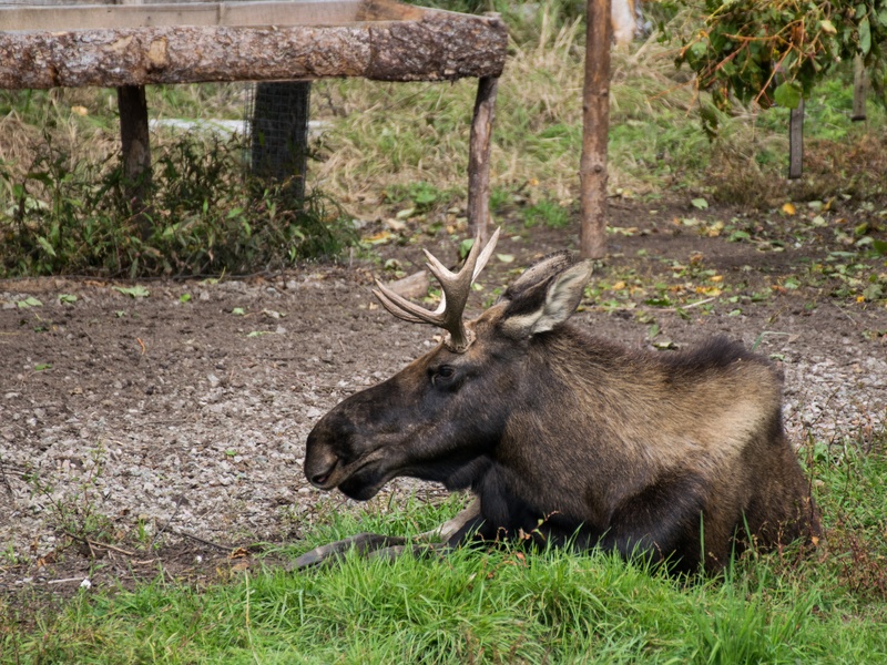 Animals of Lithuania - Flora Fauna Fun