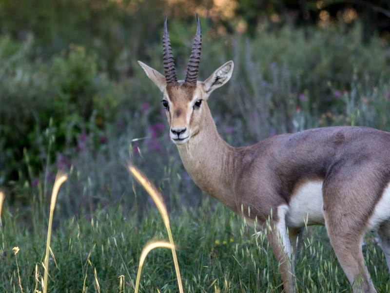 Animals of Israel - Flora Fauna Fun