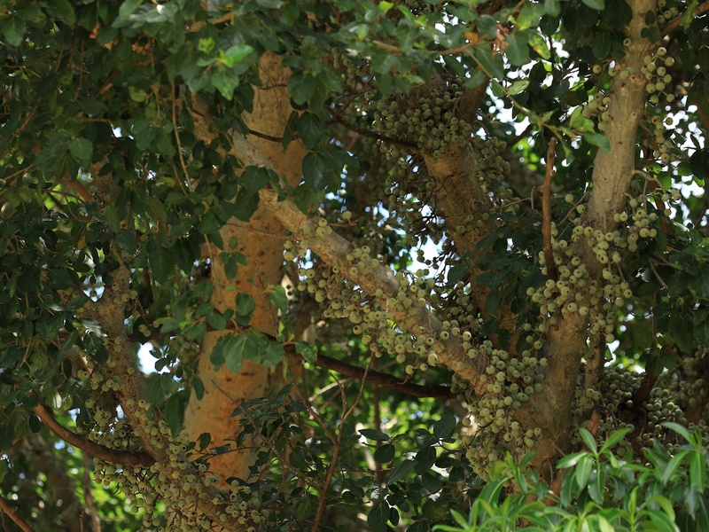 Trees Of Kenya: The Complete List - Flora Fauna Fun