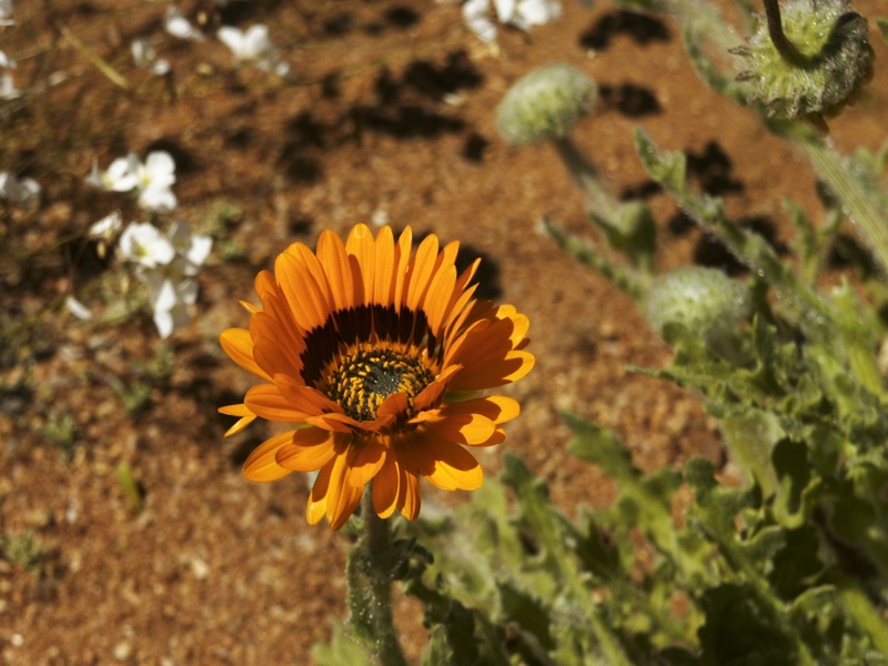 Flowers Of Namibia: The Complete List - Flora Fauna Fun