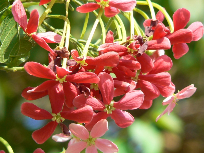 List of Philippine Native Plants - Flora Fauna Fun