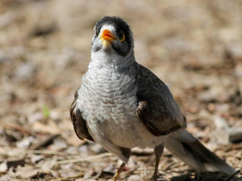 The Complete List of Birds of Australia - Flora Fauna Fun