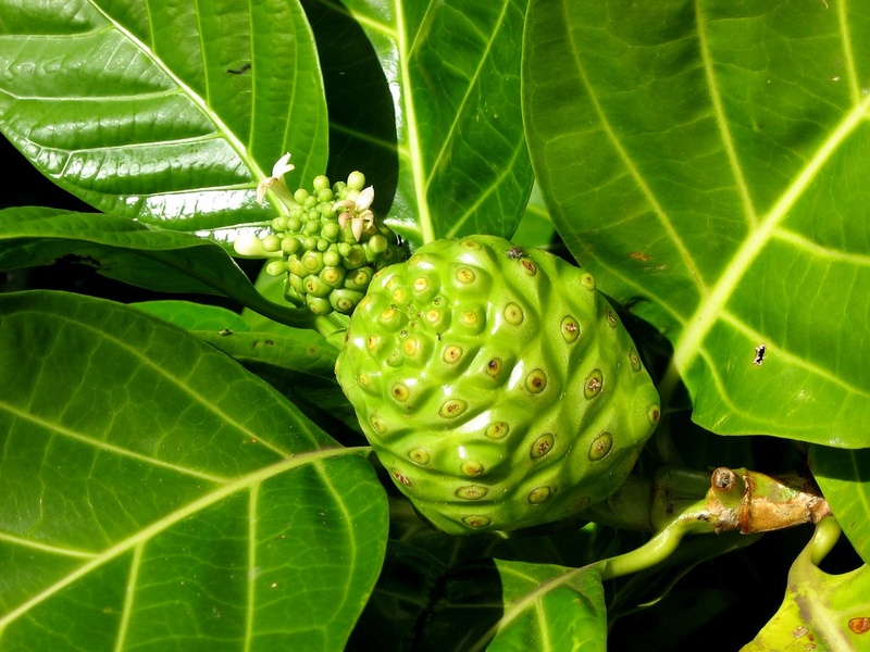 The Complete List of Fruits of Samoa - Flora Fauna Fun