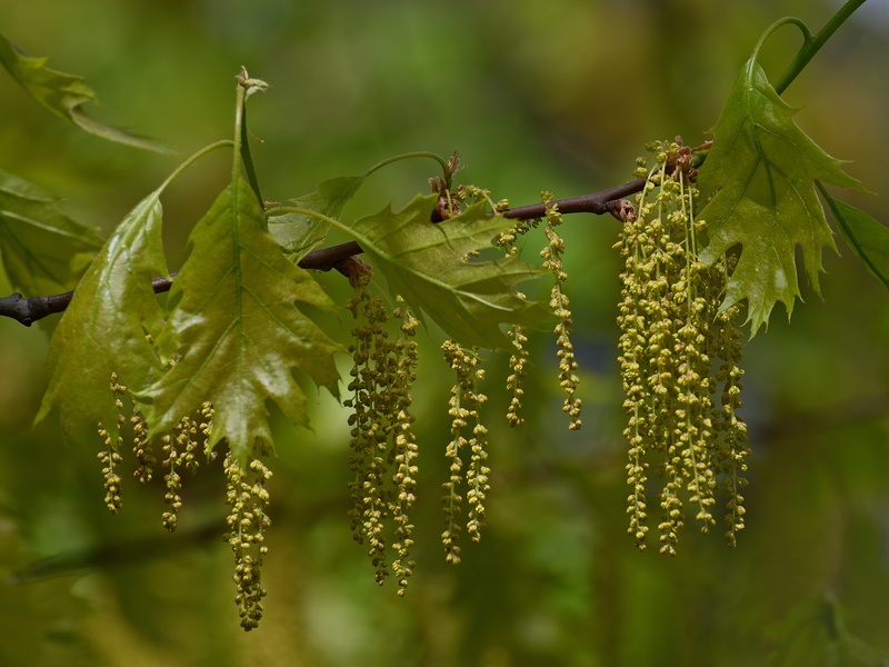Trees of Georgia: The Complete List - Flora Fauna Fun
