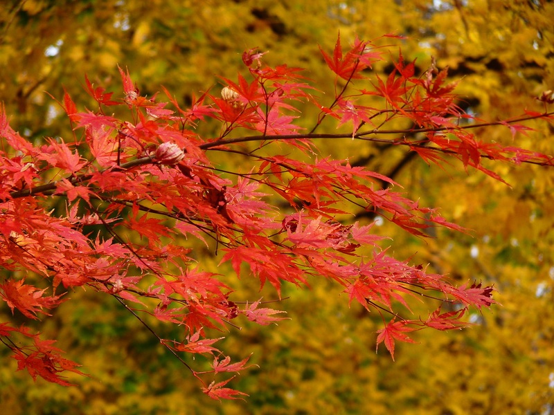 The Complete List of Invasive Species In Nebraska - Flora Fauna Fun