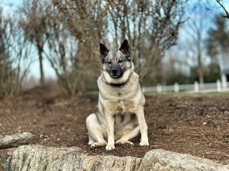 The Complete List of Grey Dog Breeds - Flora Fauna Fun