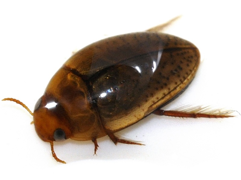 List of Water Beetles - Flora Fauna Fun