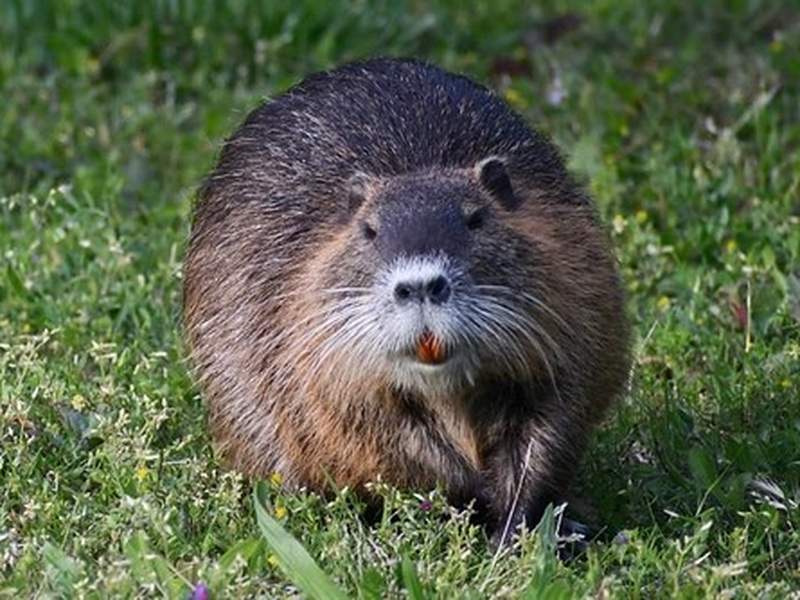The Complete List of Invasive Species In Nebraska - Flora Fauna Fun