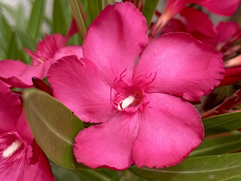 Flowers of Haiti: The Complete List - Flora Fauna Fun