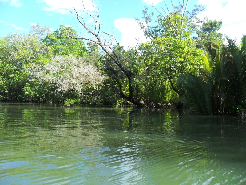 List of Philippine Native Plants - Flora Fauna Fun