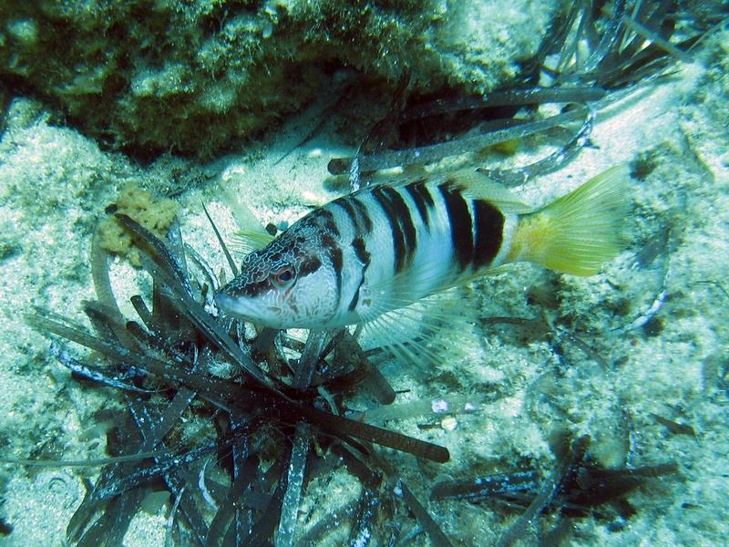 List of Animals Of Monaco - Flora Fauna Fun