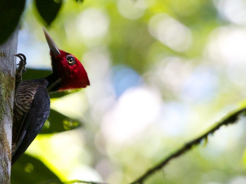 The Complete List of Birds of Honduras - Flora Fauna Fun