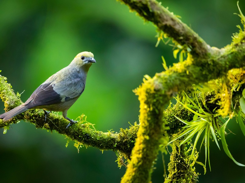 The Complete List of Birds of Honduras - Flora Fauna Fun