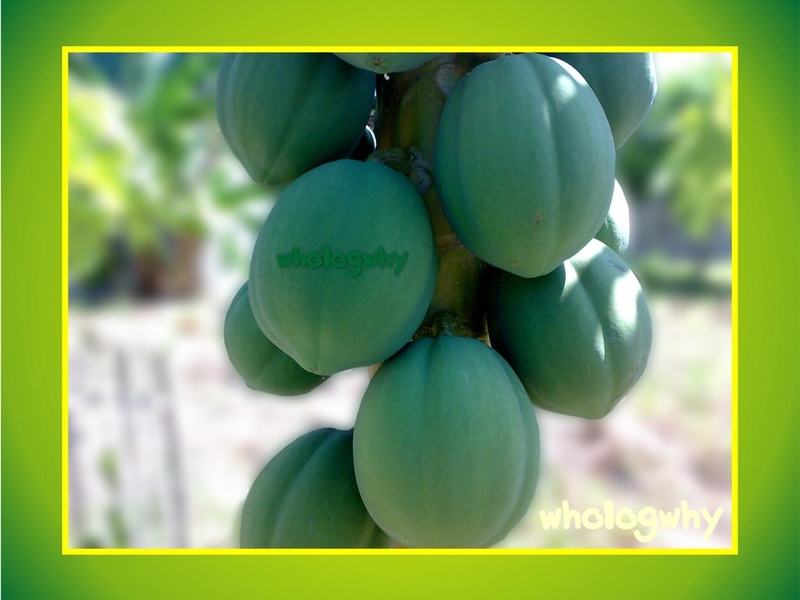 Fruits of Mauritius: The Complete List - Flora Fauna Fun