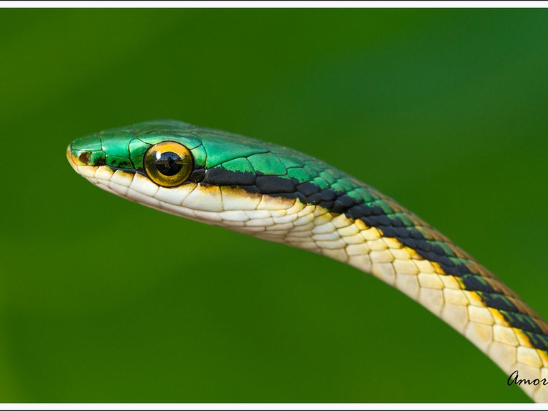 Reptiles of Panama: The Complete List - Flora Fauna Fun