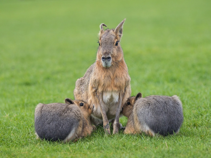 Temperate Grasslands Animals: The Complete List - Flora Fauna Fun