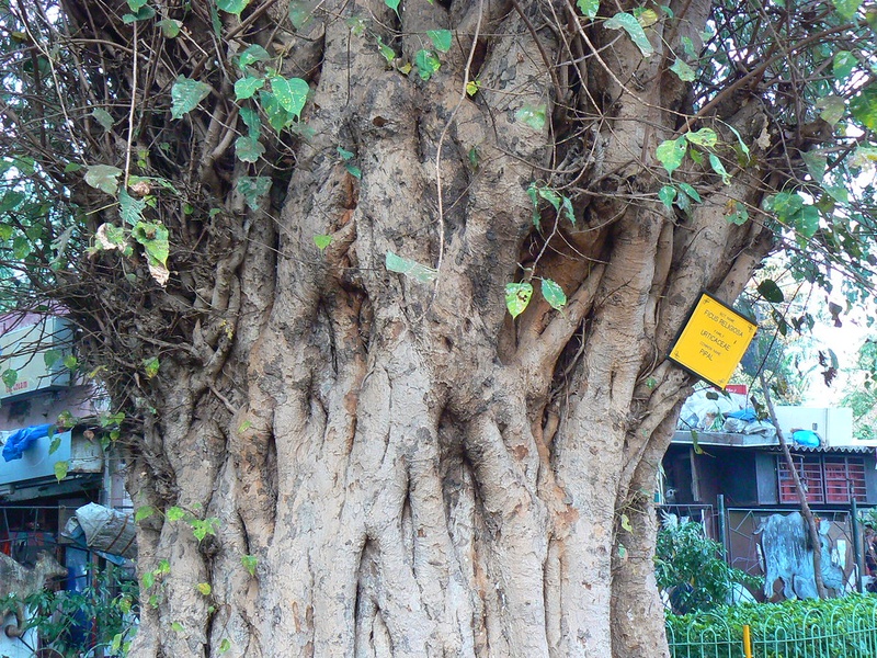 List of Plants Of Pakistan - Flora Fauna Fun