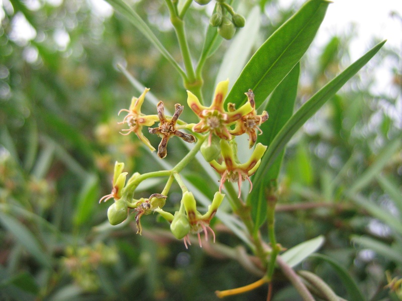 Spain's Native Plants - Flora Fauna Fun