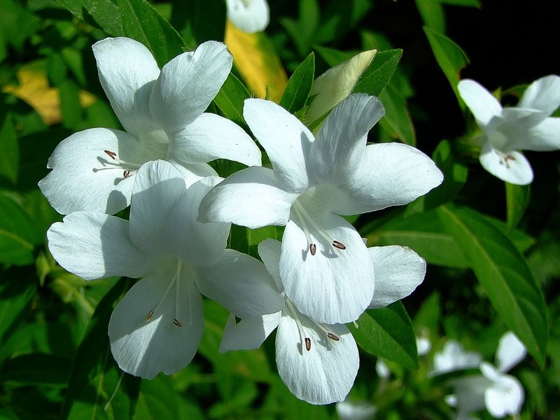 List of Philippine Native Plants - Flora Fauna Fun