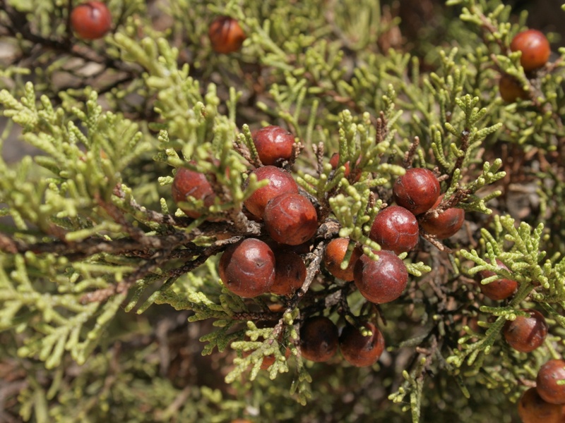 Spain's Native Plants - Flora Fauna Fun