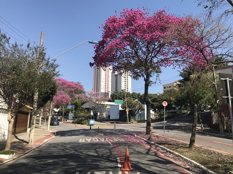 Flowers of Haiti: The Complete List - Flora Fauna Fun