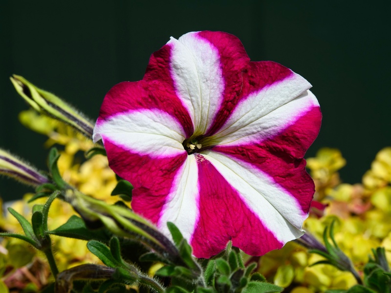 Flowers of Haiti: The Complete List - Flora Fauna Fun