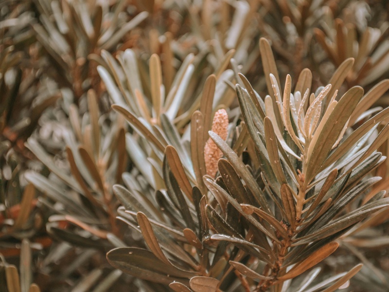 Tiny Trees: The Complete List - Flora Fauna Fun