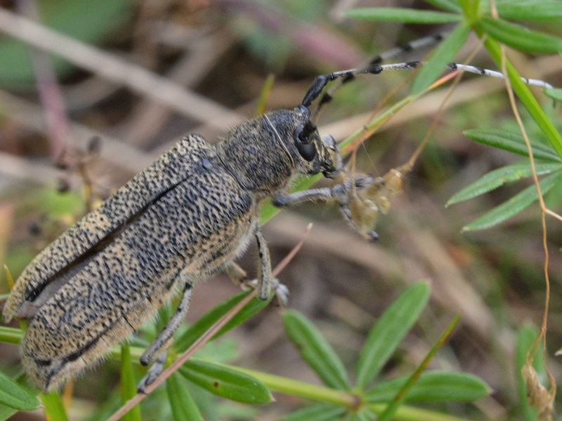 List of Tree Bugs - Flora Fauna Fun