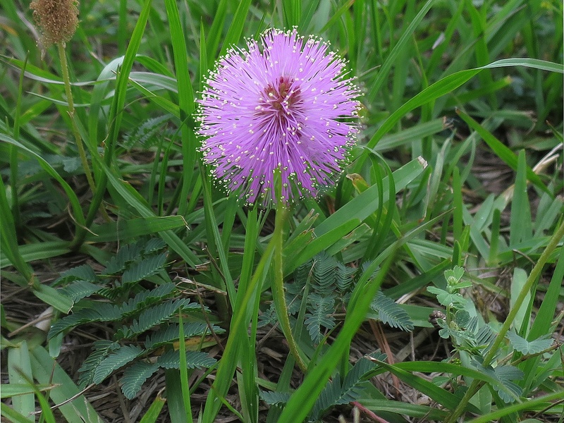 Flowers of Haiti: The Complete List - Flora Fauna Fun