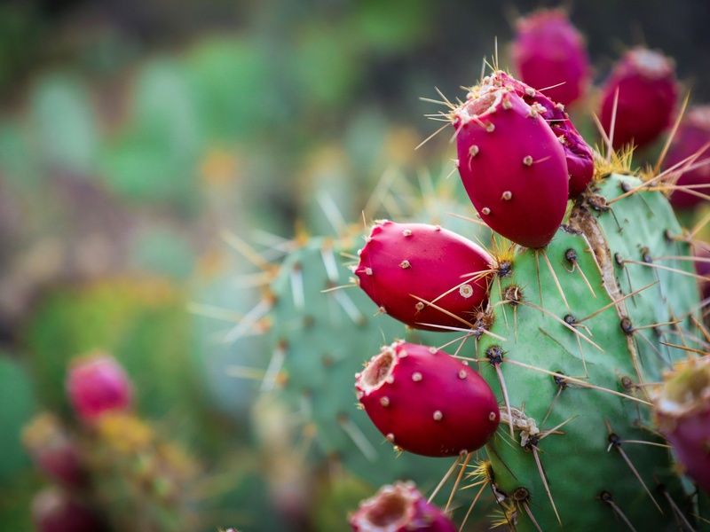 The Complete List of Invasive Species in Jordan - Flora Fauna Fun