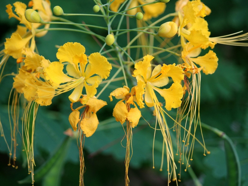 Flowers of Haiti: The Complete List - Flora Fauna Fun
