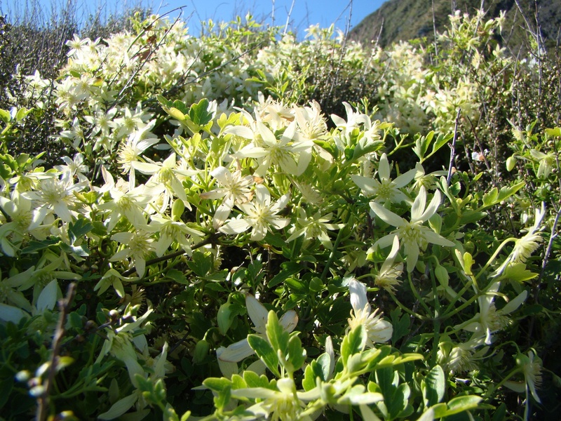 List of New Zealand Native Plants - Flora Fauna Fun
