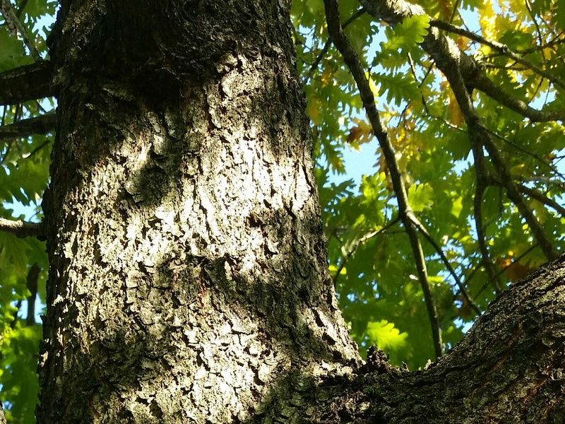 Spain's Native Plants - Flora Fauna Fun