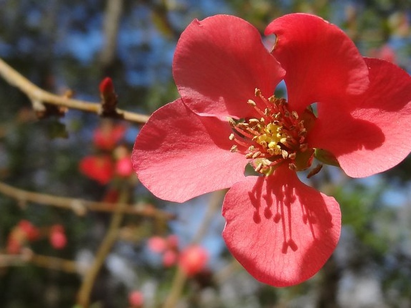 List of Fruits Of Norway - Flora Fauna Fun