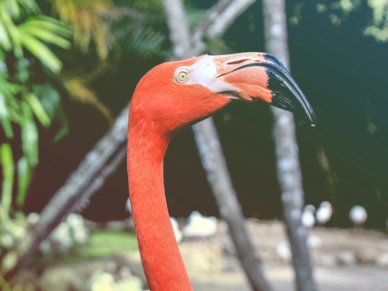 List of Marshall Islands Native Animals - Flora Fauna Fun