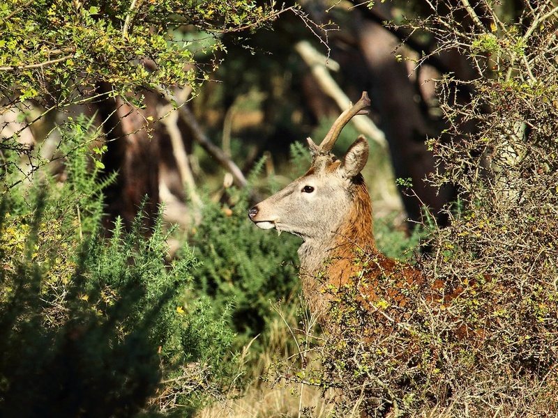 Animals of Lithuania - Flora Fauna Fun