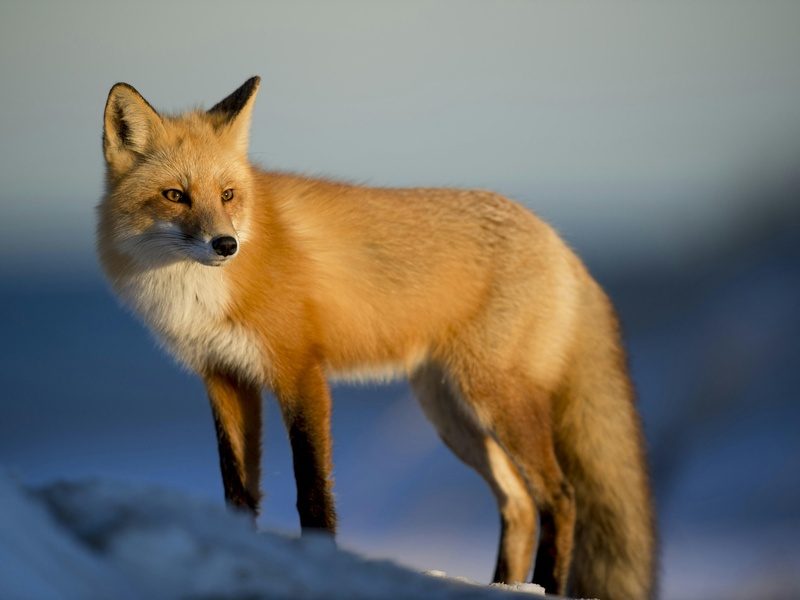 Taiga Mammals: The Complete List - Flora Fauna Fun