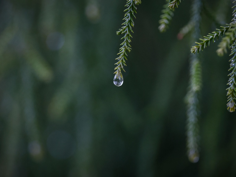 List of New Zealand Native Plants - Flora Fauna Fun