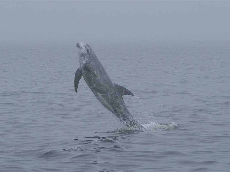 List of Animals Of Monaco - Flora Fauna Fun