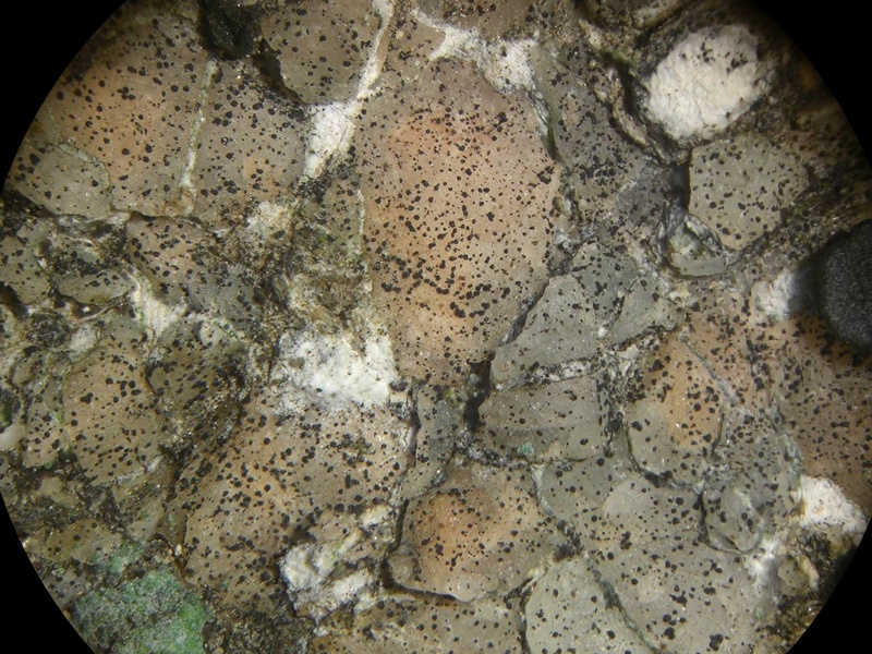 List of Desert Fungi - Flora Fauna Fun