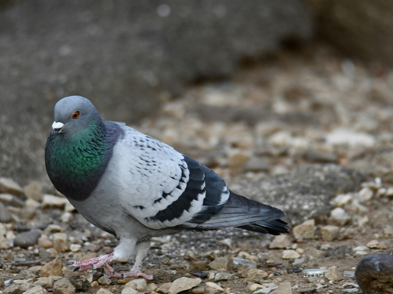 The Complete List of Invasive Species In Nebraska - Flora Fauna Fun