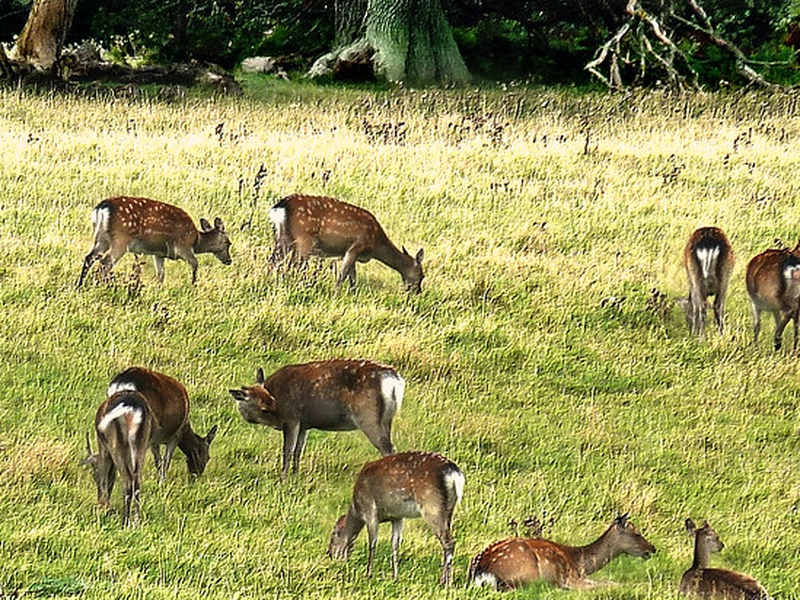 Animals of Lithuania - Flora Fauna Fun