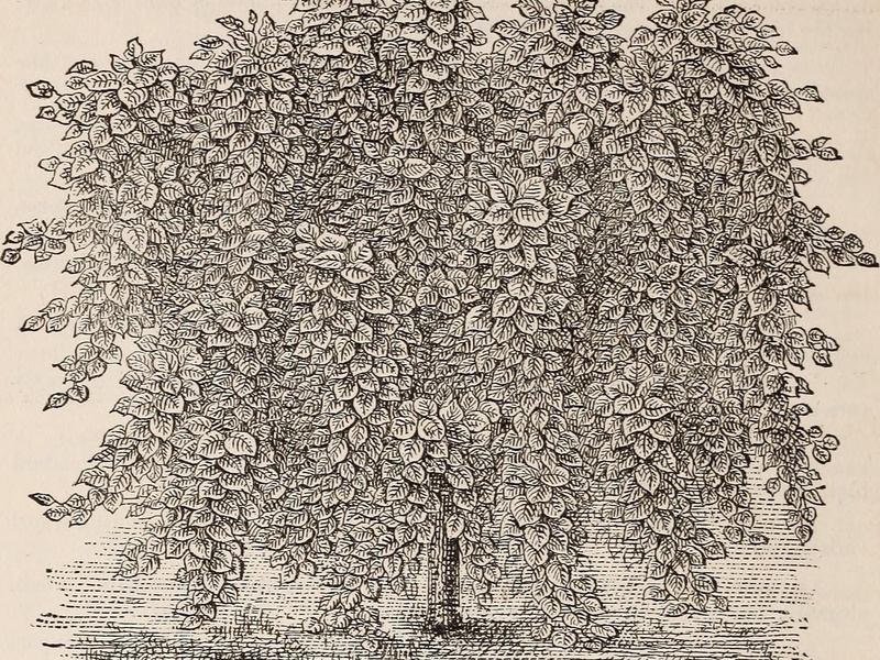 Trees Of Kenya: The Complete List - Flora Fauna Fun