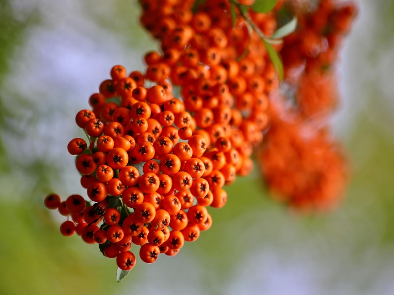 The Complete List of Fruits of Ireland - Flora Fauna Fun