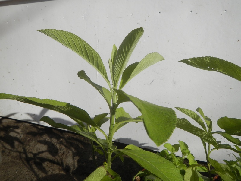 List of Philippine Native Plants - Flora Fauna Fun