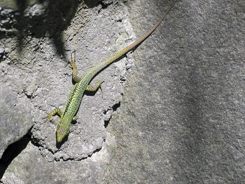 Animals of Lithuania - Flora Fauna Fun