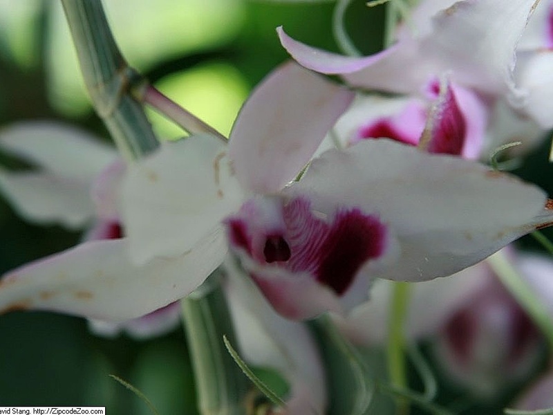 List of Philippine Native Plants - Flora Fauna Fun