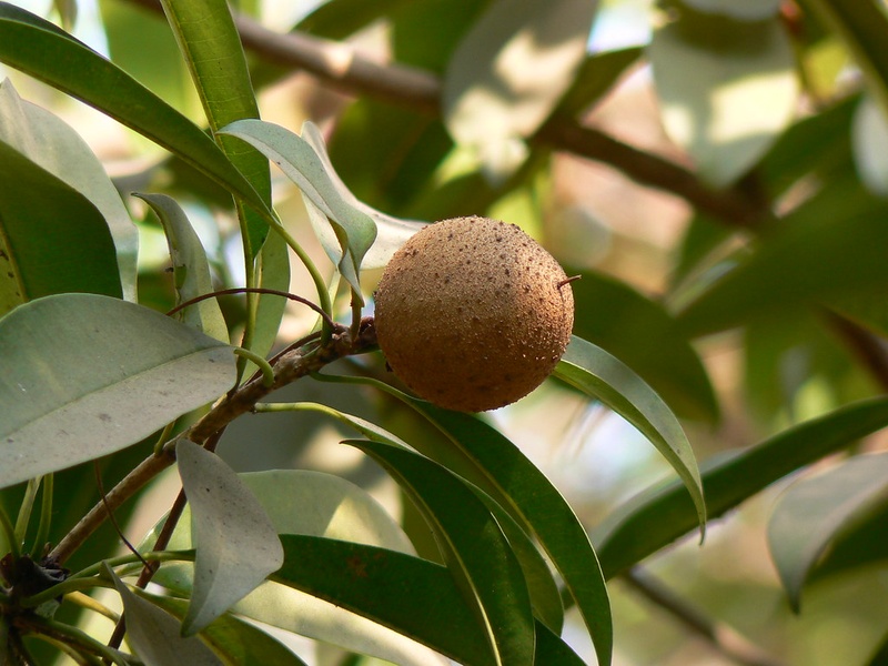 Fruits of Mauritius: The Complete List - Flora Fauna Fun