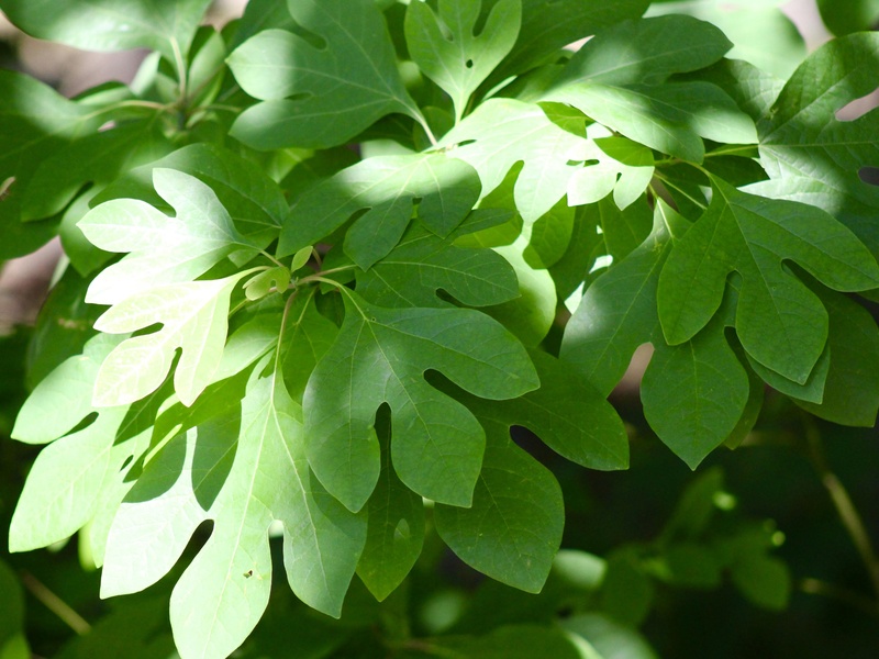 Trees of Georgia: The Complete List - Flora Fauna Fun